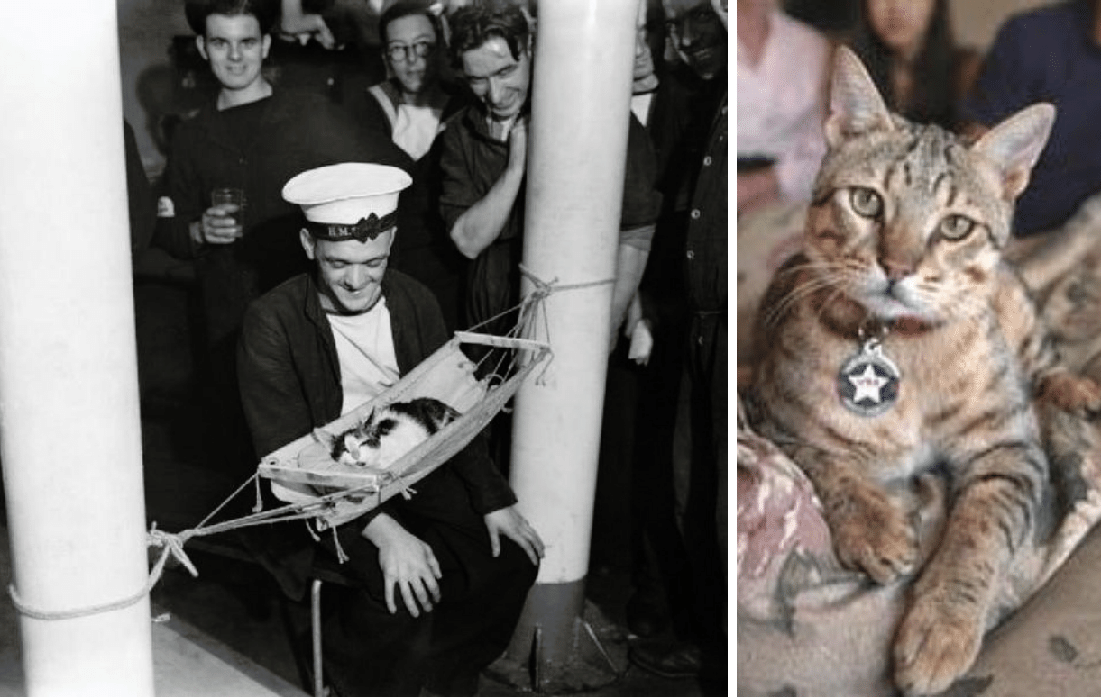 Celebrating Cats in the Military - National Veterans Memorial Museum